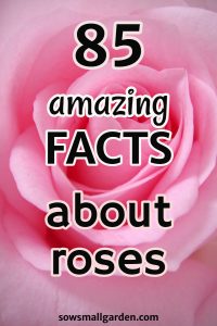 85 Facts About Roses That Will Amaze You • Sow Small Garden